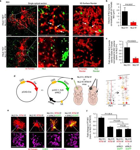 Astrocytic Neuroligins Control Astrocyte Morphogenesis And Synaptogenesis Pmc