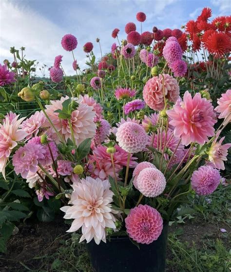 Dorset Dahlias All The Pinks Pink Dahlia Garden Dahlia Society