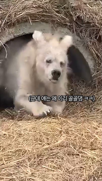 겨울잠 자는 곰들이 겪는 일들 Youtube