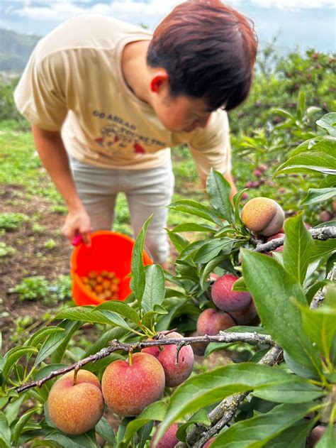 紅肉李開採啦 採果資訊 苗栗縣大湖鄉薑麻園休閒農業區（薑麻園社區） Facebook