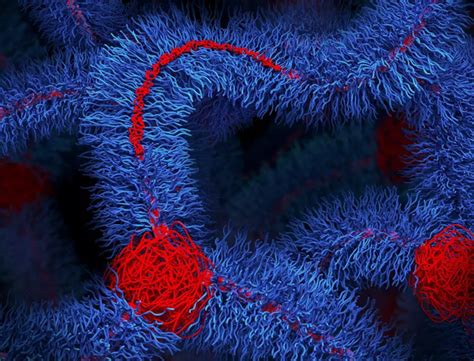 Novel Polymer Network Challenges Conventional Wisdom