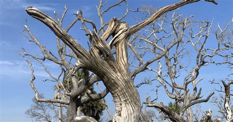 Code Smell 238 Entangled Code