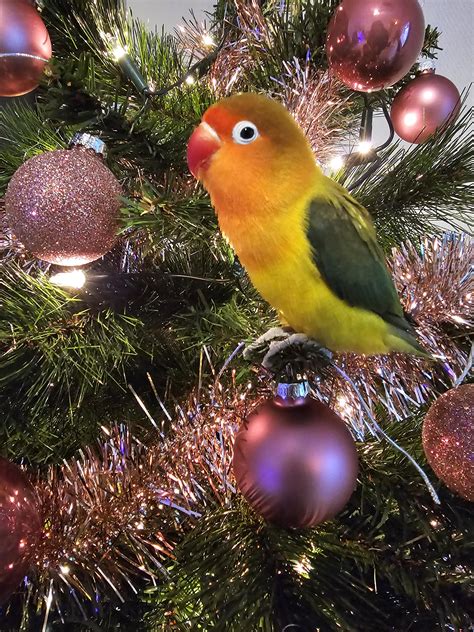 Ahh The Christmas Spirit Rlovebirds