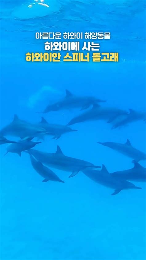 돌핀앤유 하와이에 사는 하와이안 스피너 돌고래🐬 실물로 보면 훨씬 예쁜 스피너 돌고래를 하와이 여행 때 직접 마주해 보세요😎 아름다운 오아후섬 서부의 풍경을 배경으로