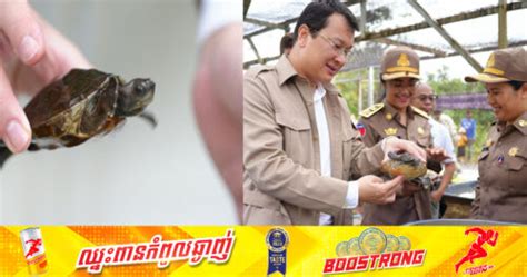 កម្ពុជា បង្កើតស្រះចិញ្ចឹម និងបង្កាត់ពូជអណ្ដើកហ្លួង ដែលជាសត្វកម្រជិតផុតពូជ Khmernote