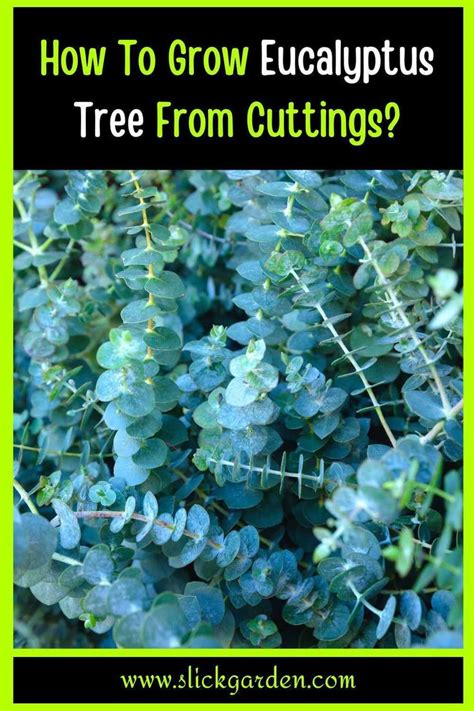 How To Grow Eucalyptus Tree From Cuttings Eucalyptus Plant Indoor Eucalyptus Tree Eucalyptus