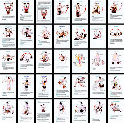Bodybuilding Chest Exercises Chart Hd Images
