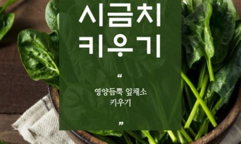 여름 시금치씨앗 파종시기 시금치키우기 재배방법 네이버 블로그