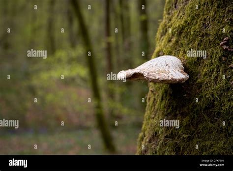 Fungus Growing On A Tree In The Coed Y Bedw Ancient Woodland Nature Reserve In Spring South