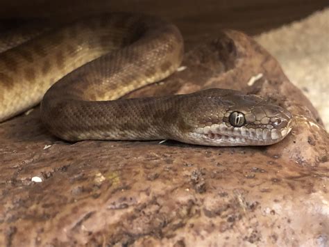 Sw England Female Stimsons Python Reptile Forums
