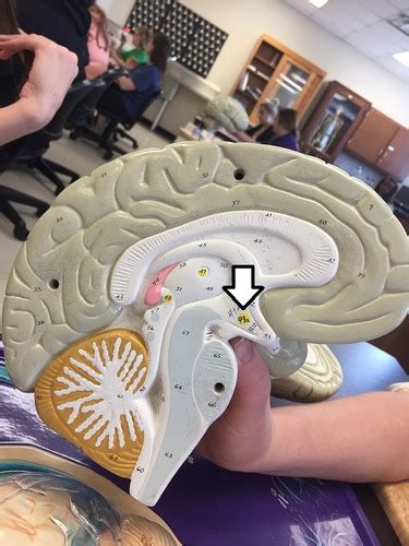 BIOL 2150 Test 1 Flashcards Quizlet