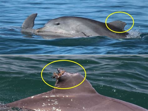 위험 무릅쓰고 먹이 구걸하는 남방큰돌고래