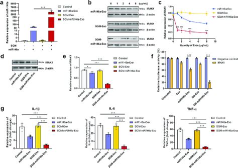 Expression Detection Of Mir146a In Engineered Exosomes And Evaluation