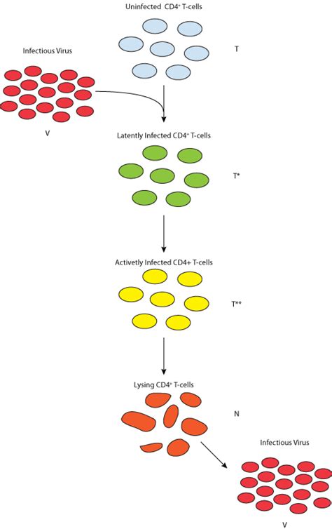 Dynamics Of Hiv Infection Of Cd4 T Cells — Physiome Model Repository