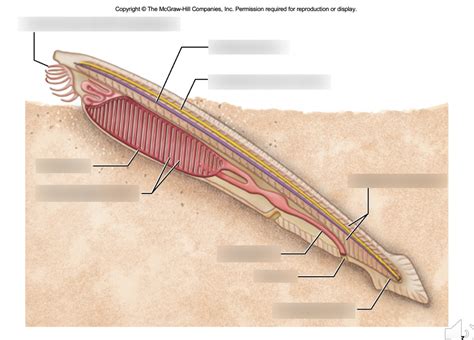 Biol 1407 Chordate Diagram Diagram Quizlet