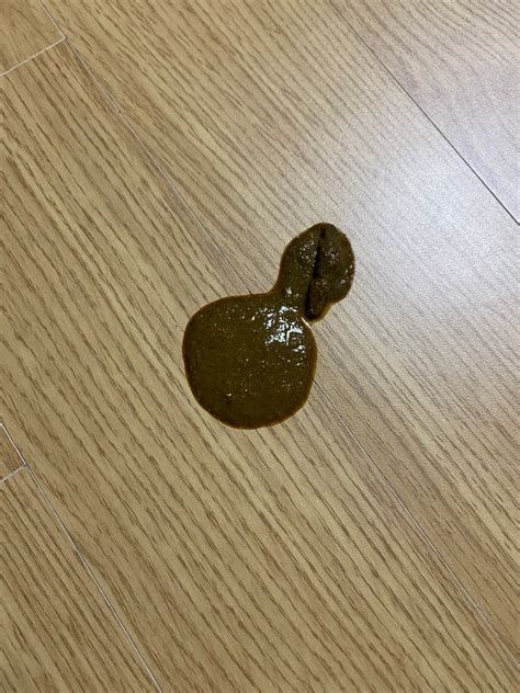 고양이 토 색깔 지식in