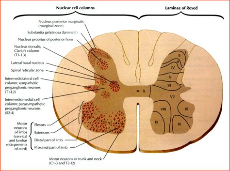 The Spinal Cord Dorsal Root Ganglion And Peripheral Nerves Flashcards By Aivan Onyango