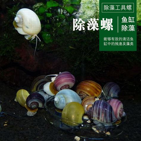 鱼缸的杂螺怎么清除 鱼缸里面杂螺怎么清理 鱼缸很多螺怎么办 第2页 大山谷图库