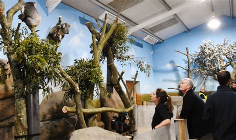 Koalas Head To Longleat In Landmark Conservation Project Nature