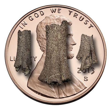 Birds Have Been Nesting In The Arctic Discovered Fossils