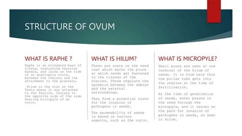 Botany Structure Of Ovule Presentation By Karthika Dass Pptx