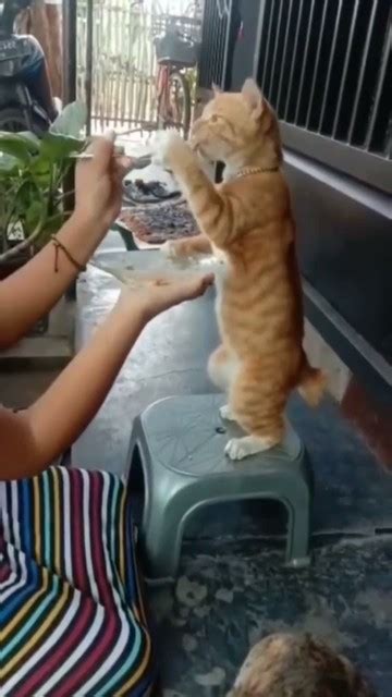 Ложечку за маму ложечку за папу С добрым утром Cat Youtube