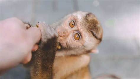 मनुष्यों सहित प्राइमेट प्रजातियों में यूनिवर्सल मस्तिष्क तरंग पैटर्न