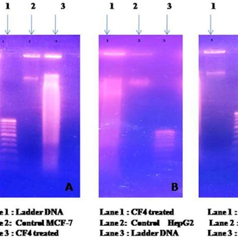 Gc Ms Analysis Of Fraction Cf4 A Gas Chromatogram Of Bioactive