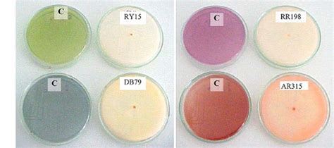 Decolorization Of Media Containing Two Textile Dyes By Pleurotus