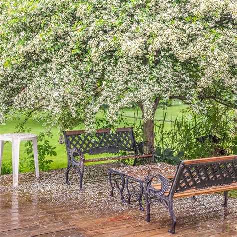 Best Trees For Small Gardens And How To Help Them Thrive Ideal Home
