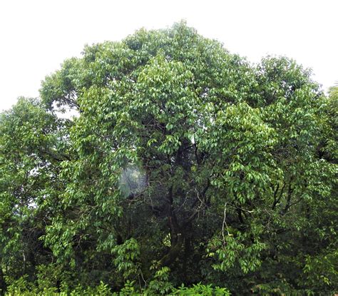 Syzygium Cumini Forrest Ecology