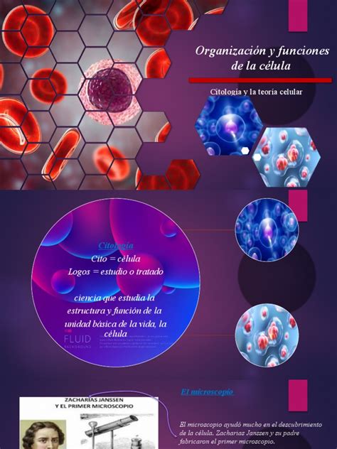 Citoplasma Citoesqueleto Y Organelos Pdf Citoplasma Biología