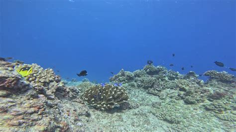 Underwater Lesbian Videos Download The Best Free 4k Stock Video Footage And Underwater Lesbian Hd