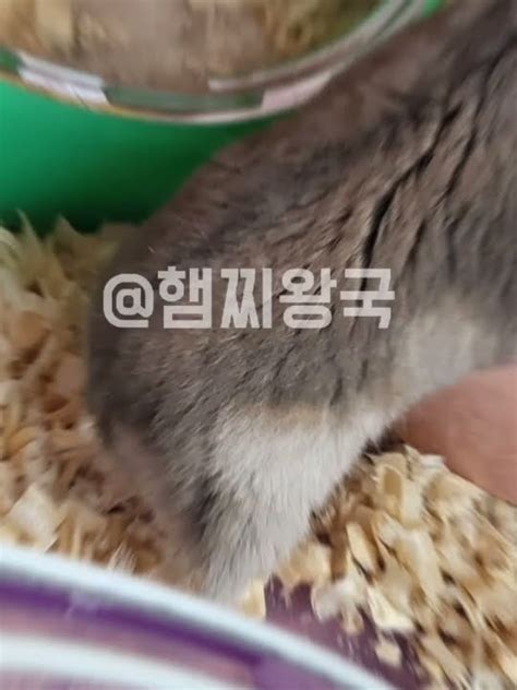 귀여운 돼지 햄스터들♡ 사진 나눔 햄찌 햄스터 돼지 Shorts 쇼츠 편집 음원 귀요미 귀여운 Youtube