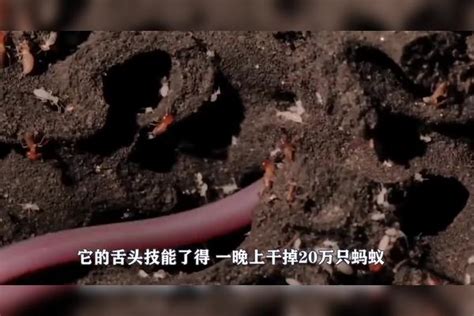 穿山甲入侵蚁穴，一晚上干掉20万只蚂蚁，“舌技”堪称一流！蚁穴蚂蚁穿山甲
