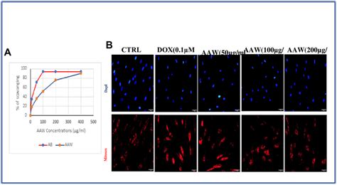 Effect Of Artemisia Argyi Water Extract Aaw On Mitochondrial Ros In Download Scientific