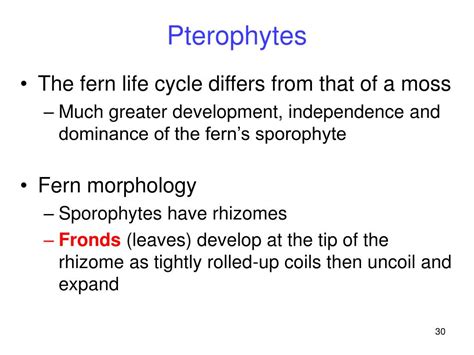 Ppt Overview Of Green Plants Powerpoint Presentation Free Download Id 1781601