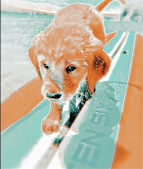 Preppy Dogd In 2022 Preppy Dog Dogs Cute Dogs