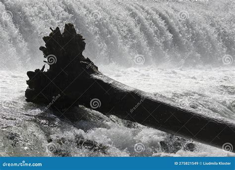 Tree Trunk In Water Stock Image Image Of Season Mountain