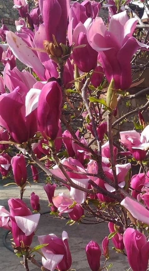 ყვავილები ფასი 10 ლარი ნერგი კონტეინერით მაგნოლია Facebook