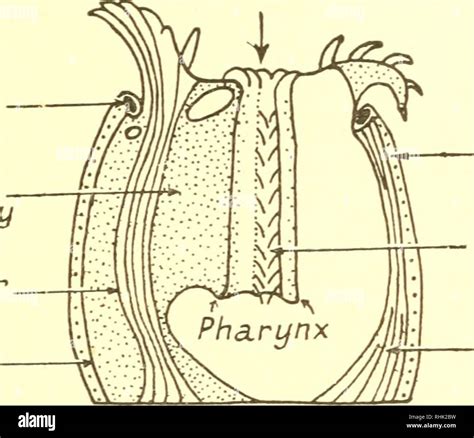 Hydrostatic Skeleton Diagram