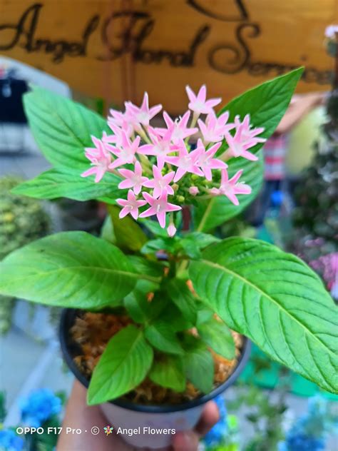 Garden By Angels မိန်းမပျိုလေးတွေ လှတယ်ဟုတ် ဒါပေမယ့် မိန်းမပျိုလေးတွေရဲ့ အလှလိုပဲ ပျိုမနိုင