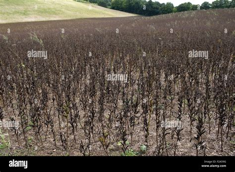 Field Bean Rust Uromyces Viciae Fabae Damage To A Crop Of Field Beans With Poor Growth August