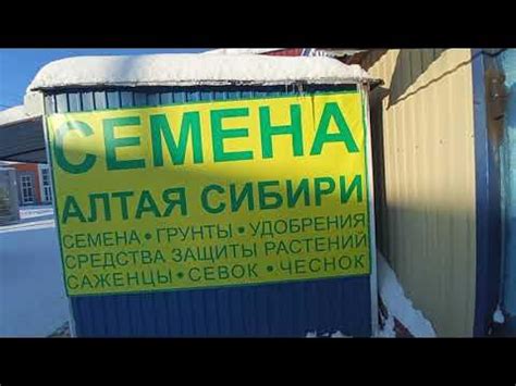 Семена Алтая. Где купить в Омске? - YouTube