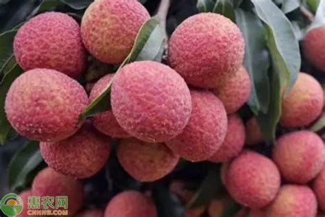 荔枝几月份上市成熟？ 惠农网