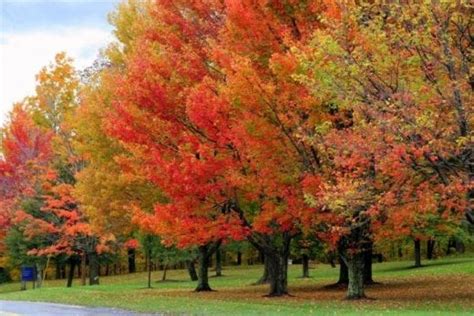 Fall Color Of Trees