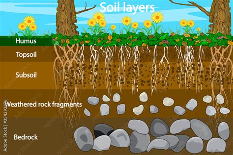 Soil Layers Diagram For Layer Of Soil Soil Layer Scheme With Grass