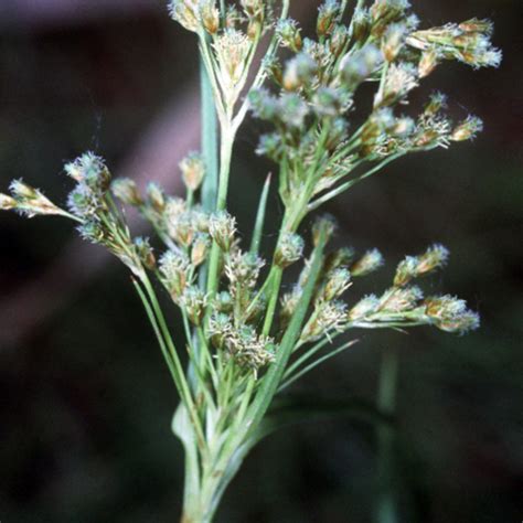 Rufous Bulrush Scirpus Pendulus Plant Care And How To Grow Water