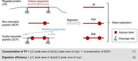 The Strategy For The LC MS MS Quantification In This Study Download Scientific Diagram