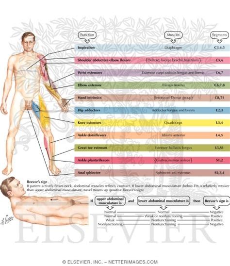 Motor Impairment Related To Level Of Spinal Cord Injury